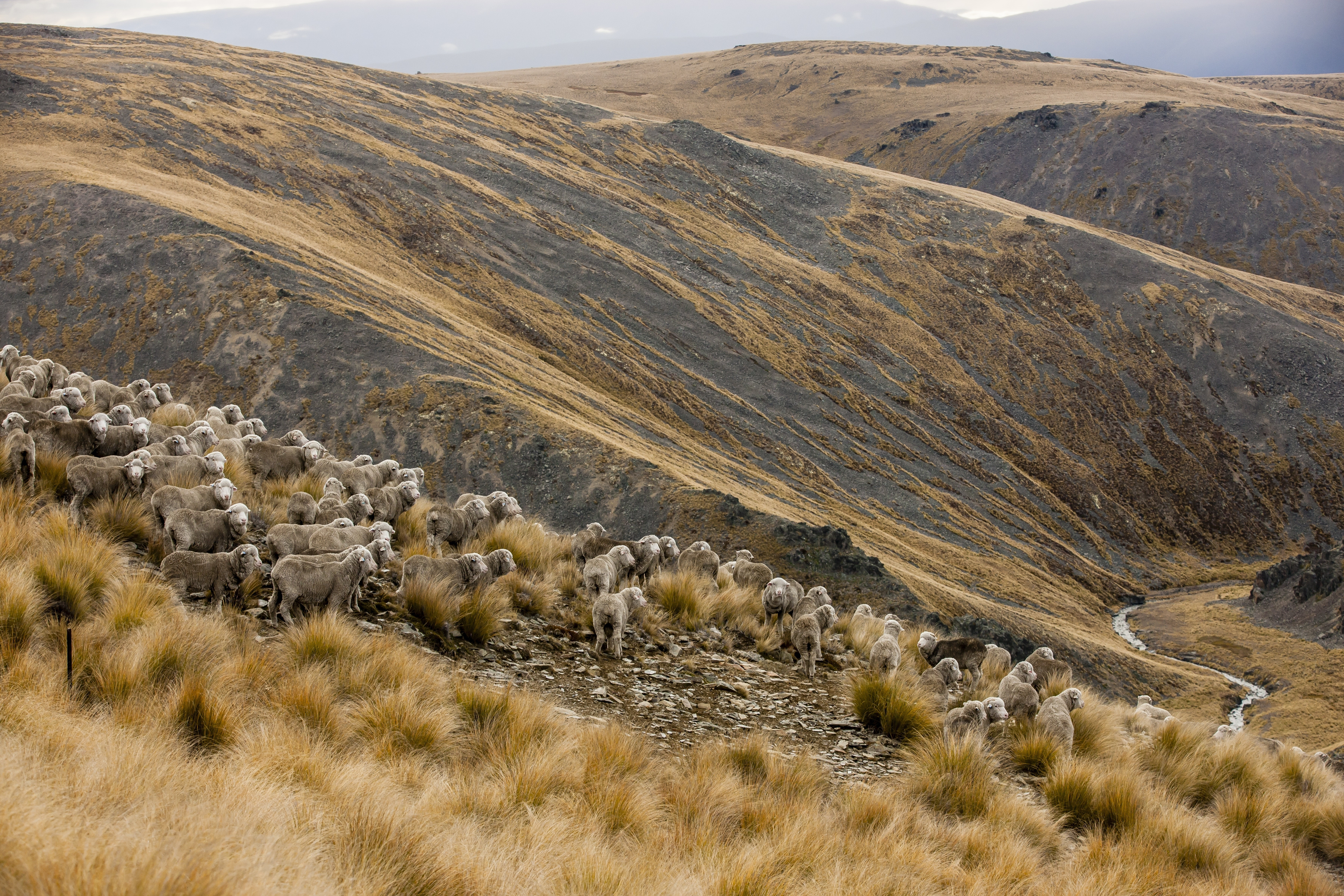Wall fabrics | Merino